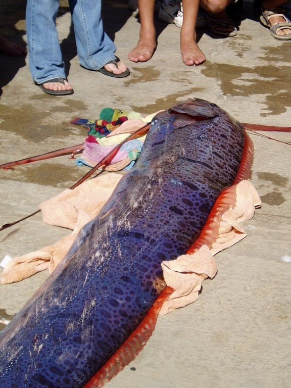 Oarfish: The longest fish in the world | Amusing Planet